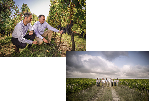 Dourthe Wine & vineayards, Bordeaux wine Dourthe -Bordeaux great wines